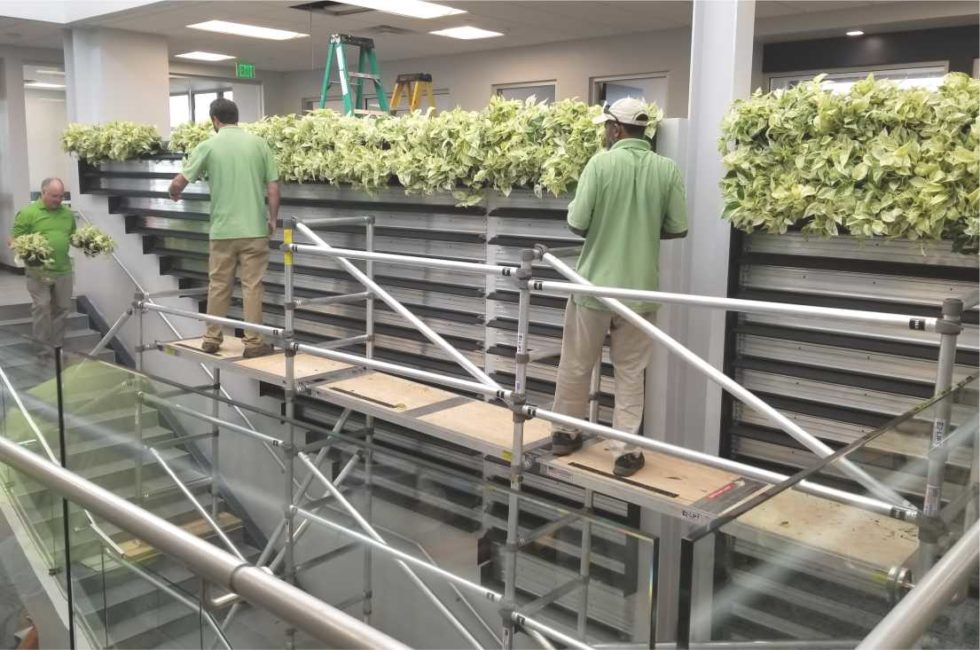 Interior Landscape Installation Process | Heroman Services Plant Company